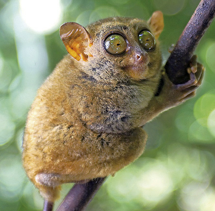 WorldsSmallestMonkey_Tarsier_Bohol_Philippines