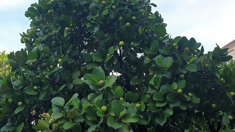 7 Endangered Native Filipino Ingredients